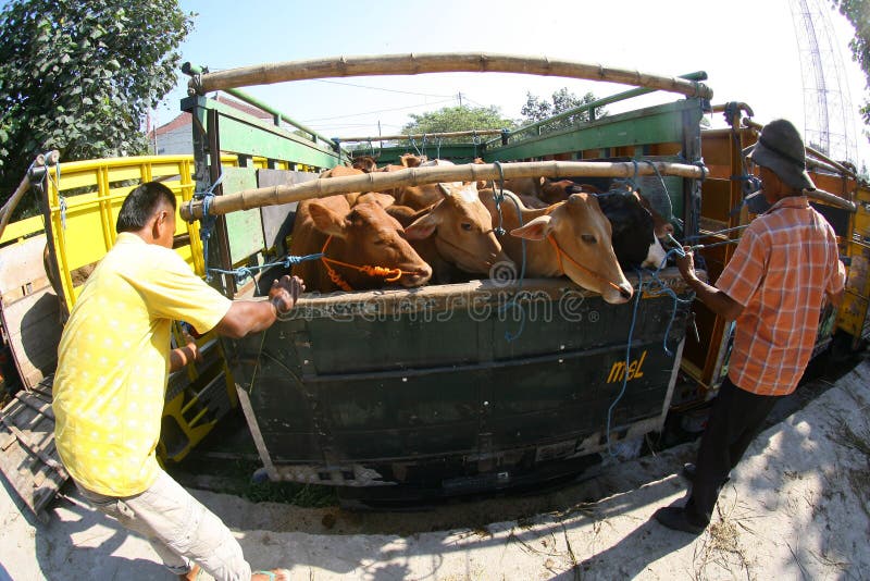 Livestock market editorial image. Image of central, animal - 38045555