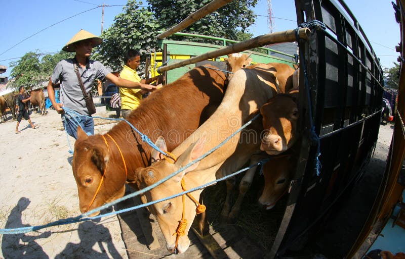 Livestock market editorial stock image. Image of tree - 38045569