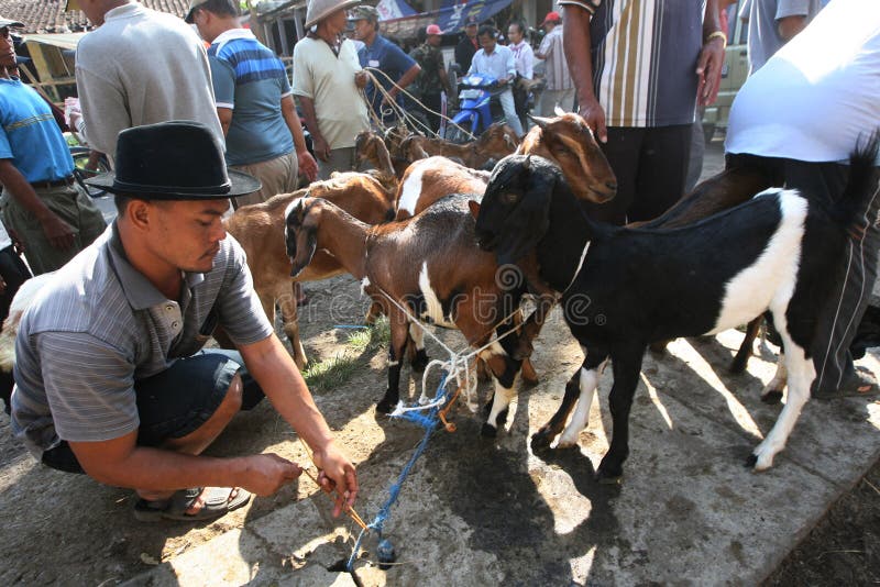 Livestock market editorial stock image. Image of indonesia - 32691699
