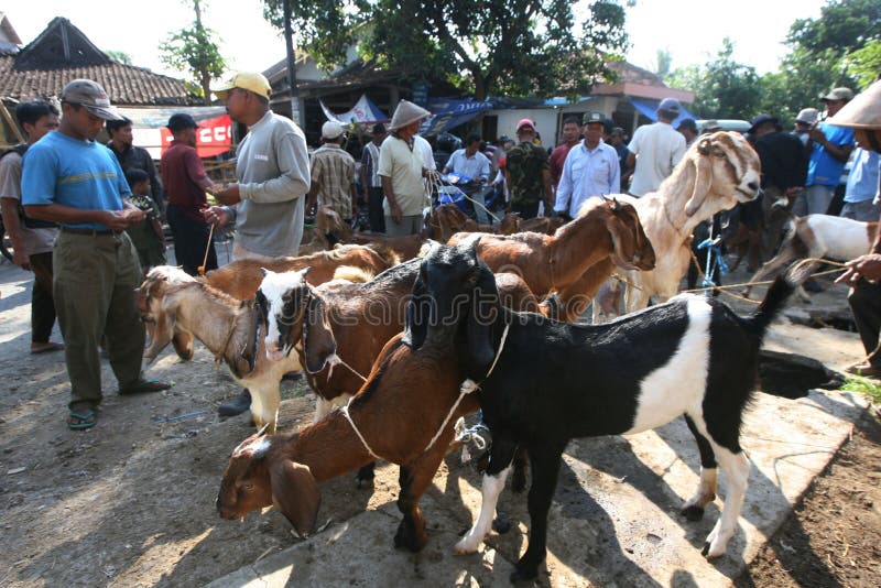 Livestock market editorial image. Image of merchant, java - 32691710
