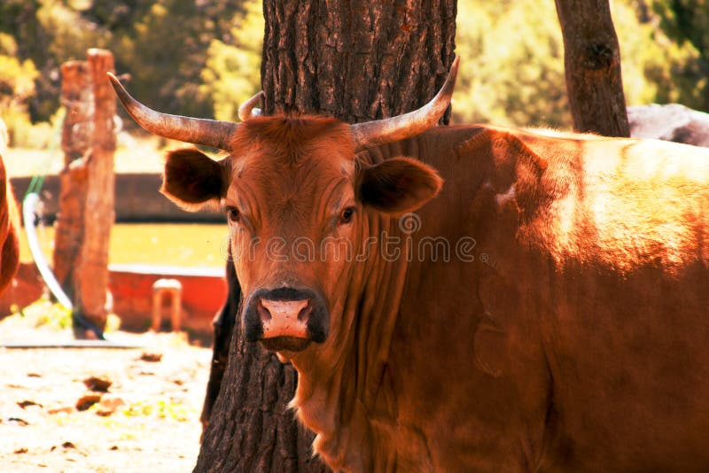 Livestock-1 stock image. Image of food, animal, livestock - 59157365