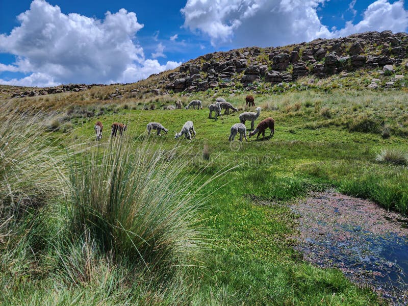 Livestock for Raising Alpacas in High Andean Valleys Stock Image ...