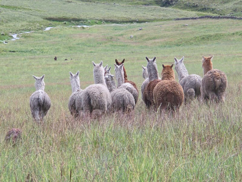 Livestock for Raising Alpacas in High Andean Valleys Stock Photo ...