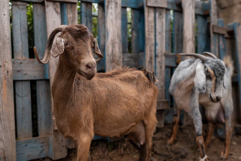 A Brown Goat and a Gray Goat Inside a Stable Stock Photo - Image of ...