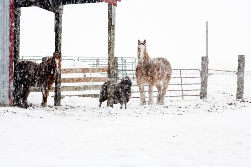 Livestock in a snow storm. stock image. Image of outdoor - 18568009