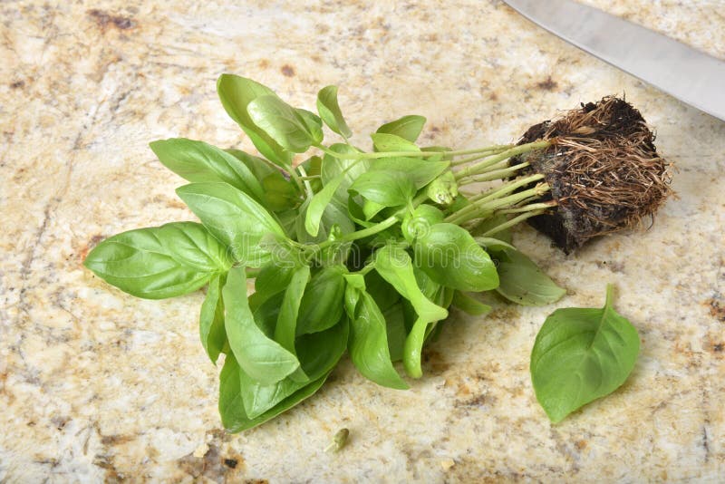 Living basil plant stock photo. Image of food, countertop - 104890488