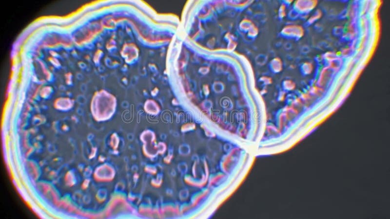 Living Cell Dividing and Multiplying Under Microscope Stock Video ...