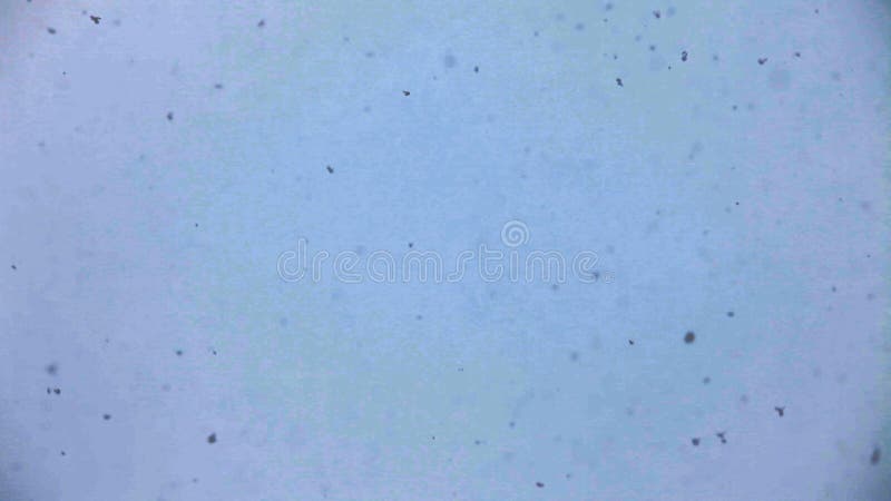 Living Cell Under a Microscope, Abstract Background Stock Video - Video ...