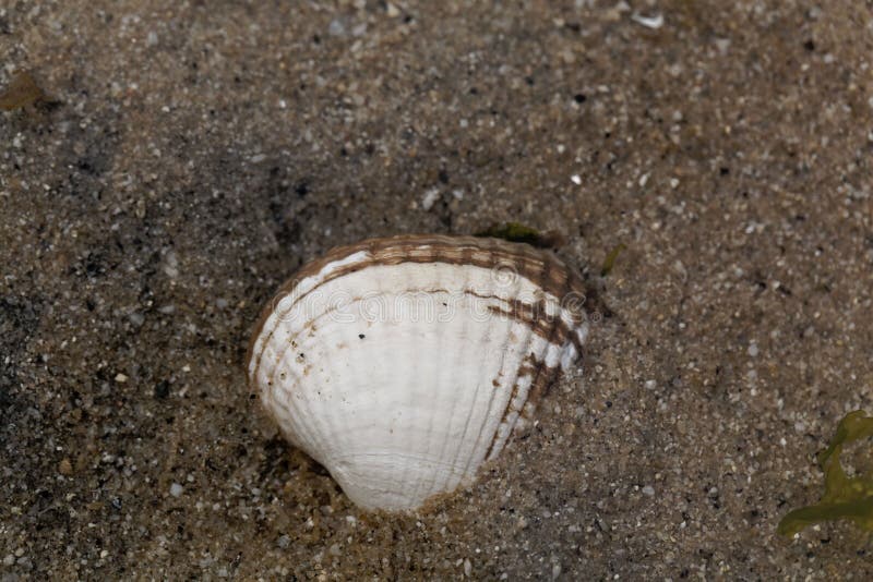 Intertidal Sands Stock Photos - Free & Royalty-Free Stock Photos from ...