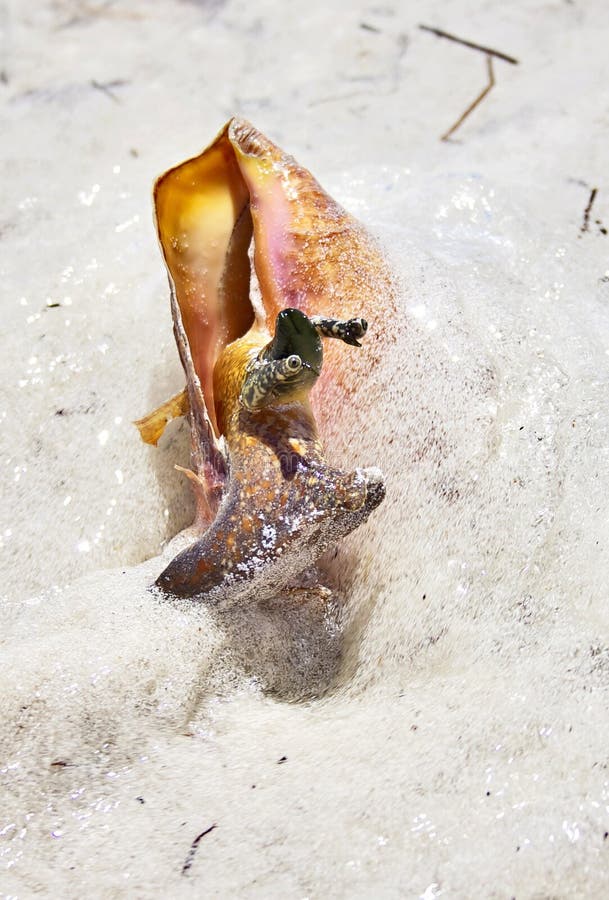 Living Conch with Animal Inside Sits on Beach Sand in St. Thomas Stock ...
