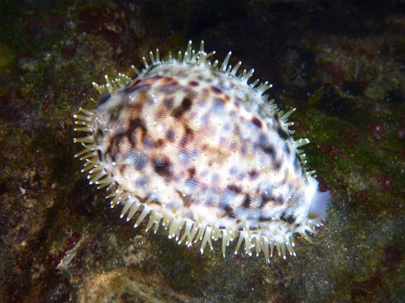 Living Cowrie Shell Mollusc Stock Image - Image of seashell, underwater ...