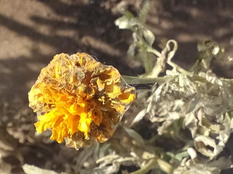 Living dead stock photo. Image of yellow, dead, flower - 81760584