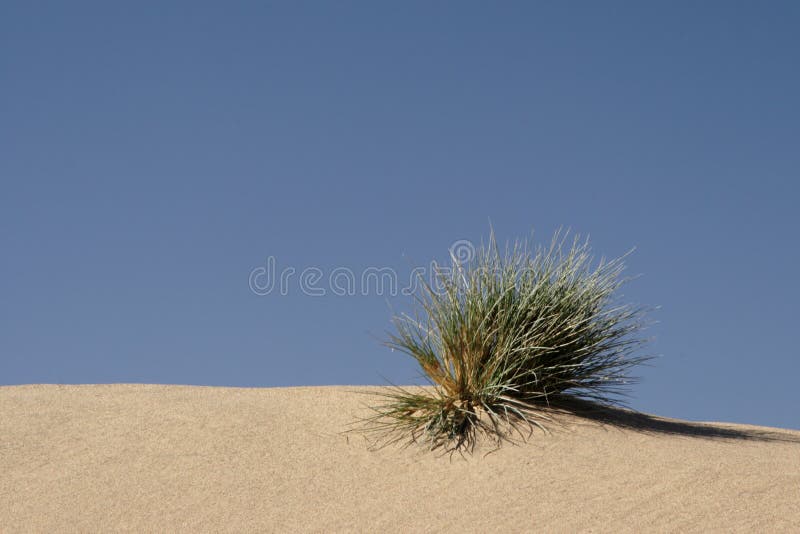 Living Desert stock photo. Image of namibia, growth, tussock - 6976832