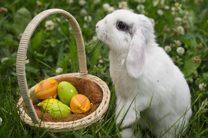 Living Easter Bunny with Eggs in a Basket on a Meadow in Spring Stock ...