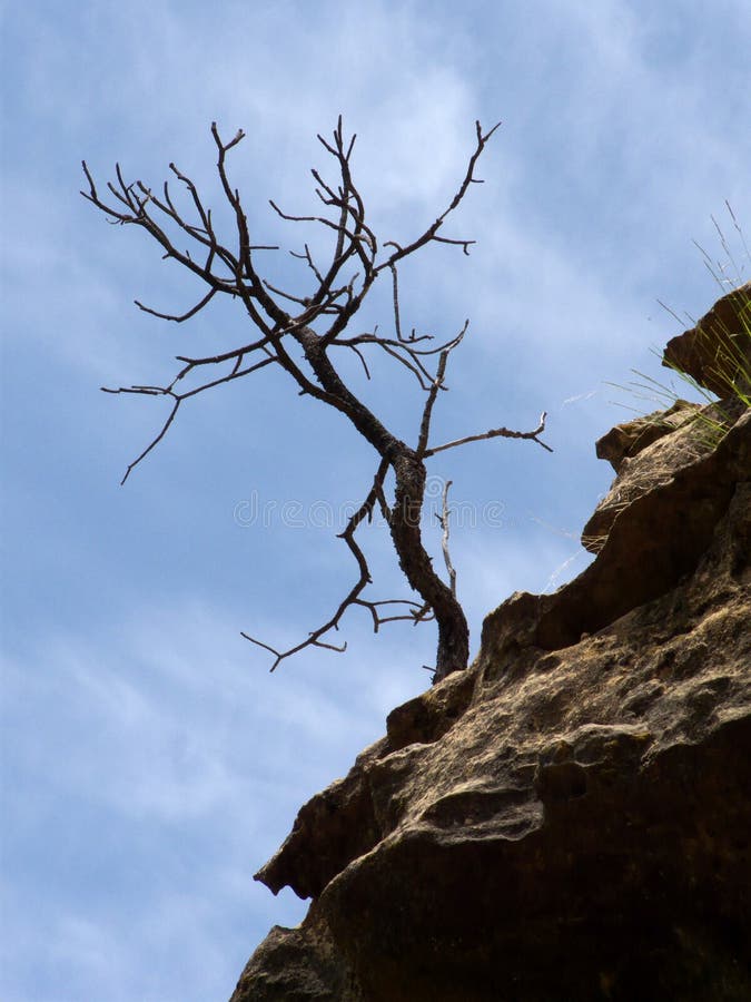 Living on the Edge stock photo. Image of branches, barren - 5390886