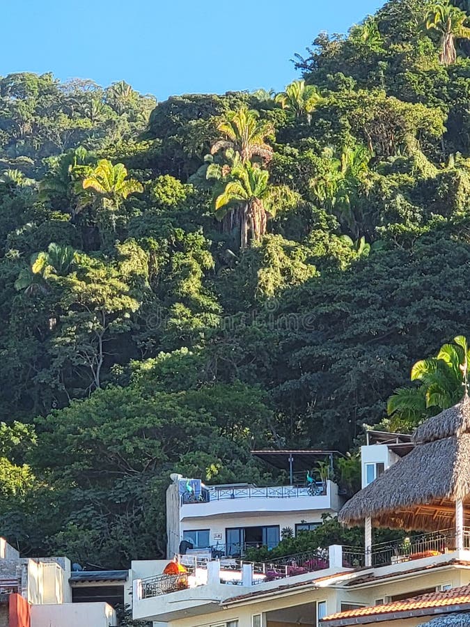 Living on the Edge of the Jungle Stock Image - Image of roof ...