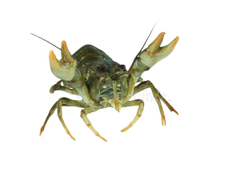Crayfish On A White Background. Crayfish Isolated On White. Stock Photo ... Crayfish On A White Background. Crayfish Isolated On White. Stock Photo ...