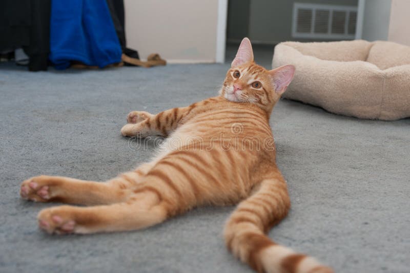 Living life between naps stock image. Image of looking - 59519747