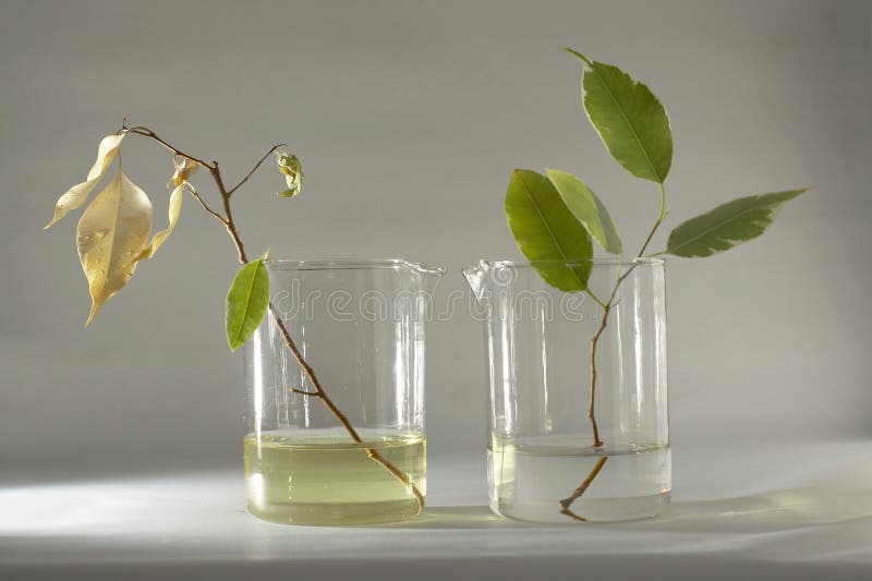 Living and lifeless stock image. Image of green, greenery - 2450583