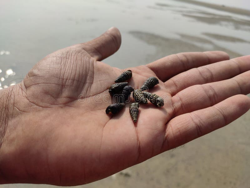 Living Marine Creature & X28;ðŸ š Shell& X29; in Human Hand Stock Photo ...