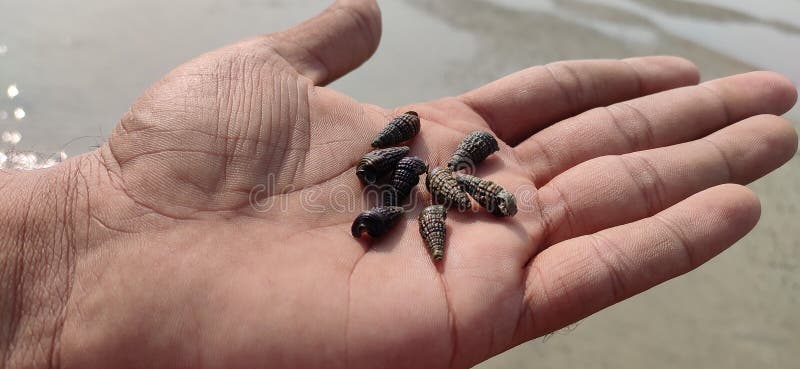 Living Marine Creature & X28;ðŸ š Shell& X29; in Human Hand Stock Photo ...