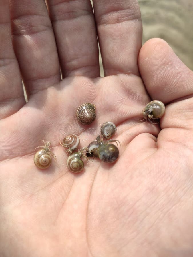 Living Marine Creature & X28;ðŸ š Shell& X29; in Human Hands Stock ...