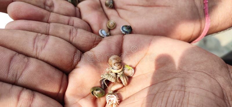 Living Marine Creature & X28;ðŸ š Shell& X29; in Human Hands Stock ...