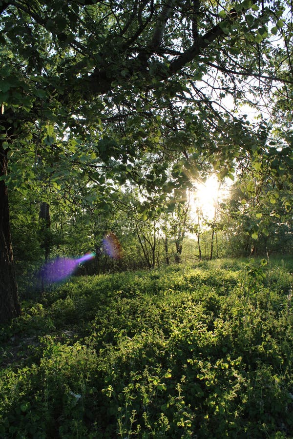 Living Nature in the Spring Time. Stock Photo - Image of pond, spring ...