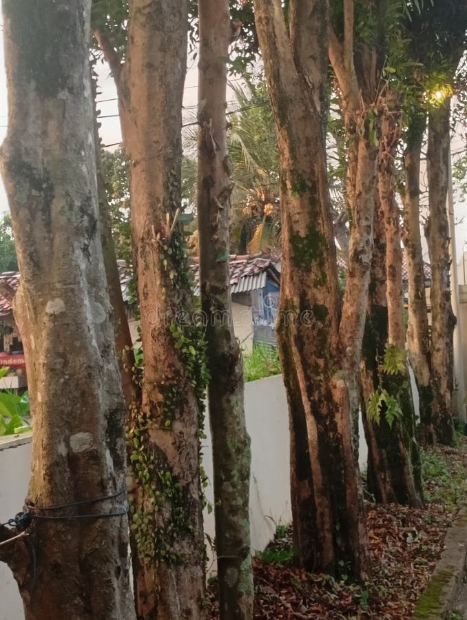 Living Pillars of Green: Focuses on the Trees As Strong, Vital ...