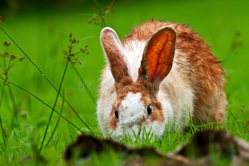 Living rabbit stock image. Image of rabbits, yellow, rabbit - 17992937