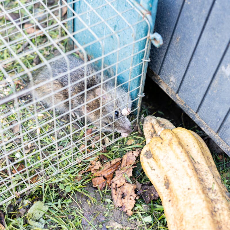 Living Rat Trapped in an Iron Cage Stock Image - Image of danger, pest ...