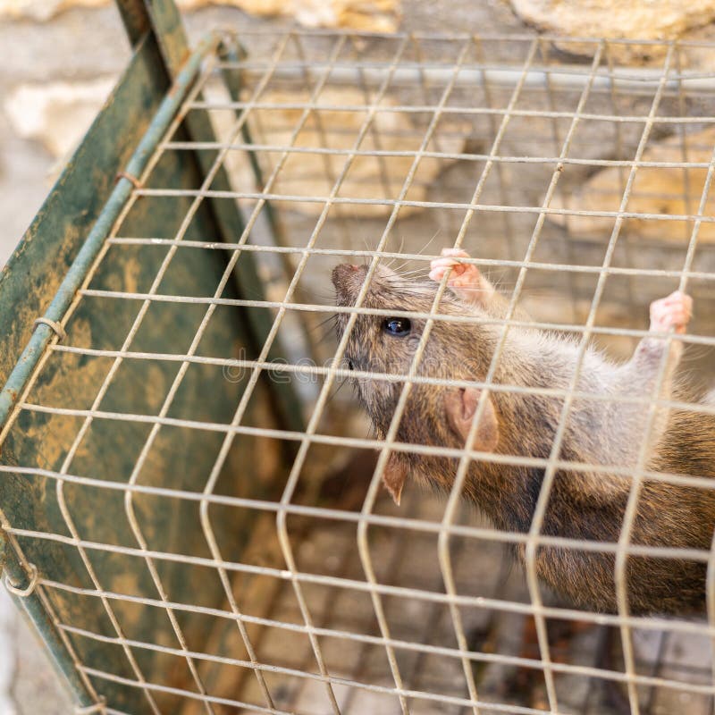 238 Rat Trapped Rat Trap Stock Photos - Free & Royalty-Free Stock ...