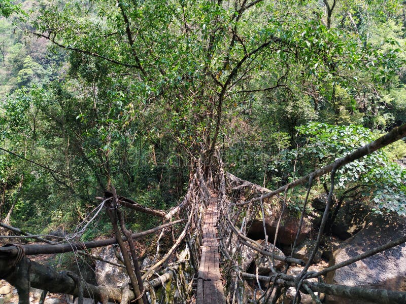 Living Root Bridge Cherrapunji Natural Bridge Stock Photo - Image of ...