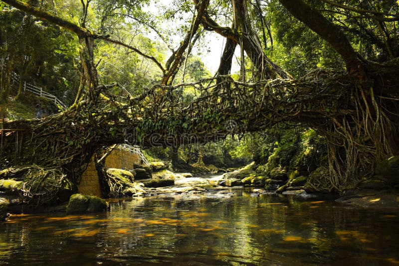 Living root bridge stock photo. Image of meghalaya, living - 127512874