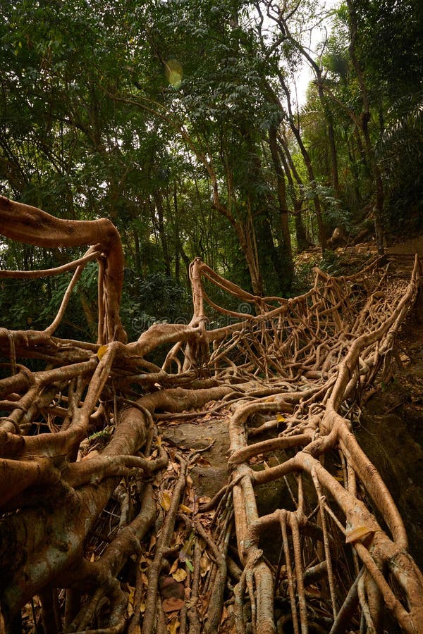 Living Root Bridge in Meghalaya, India Stock Image - Image of khasi ...