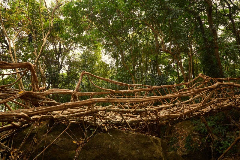 Living Root Bridge in Meghalaya, India Stock Image - Image of india ...