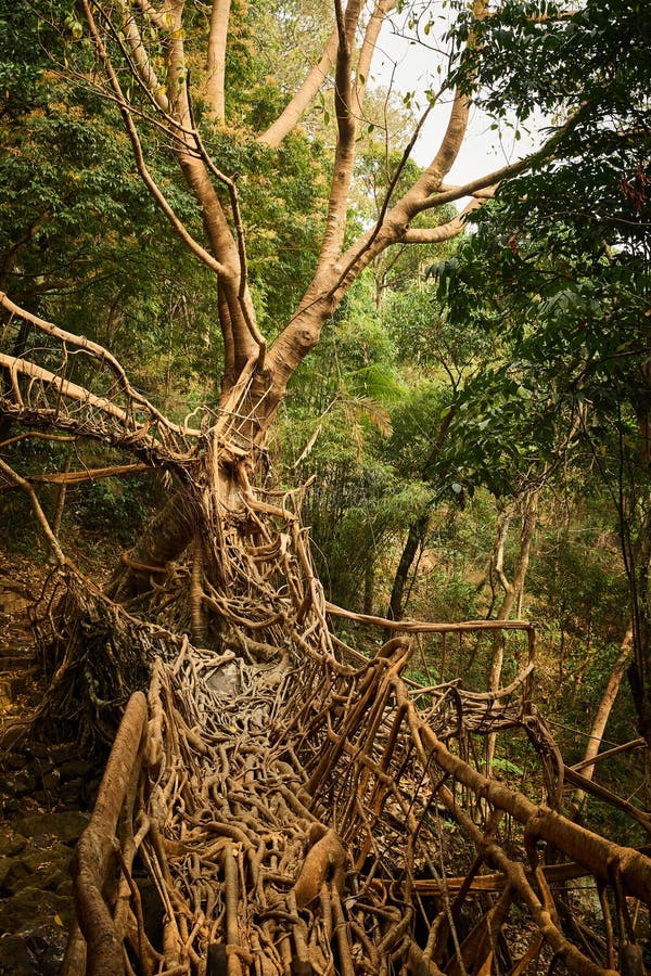 Living Root Bridge in Meghalaya, India Stock Photo - Image of tourism ...
