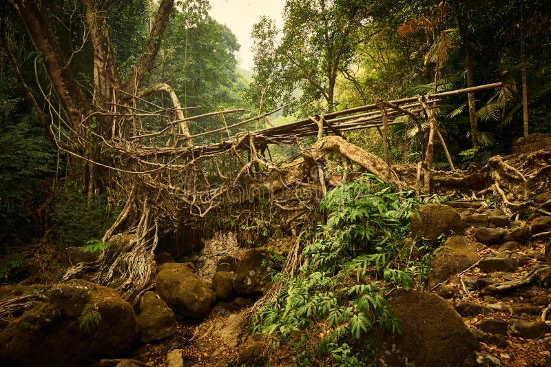 Living Root Bridge in Meghalaya, India Stock Photo - Image of ...