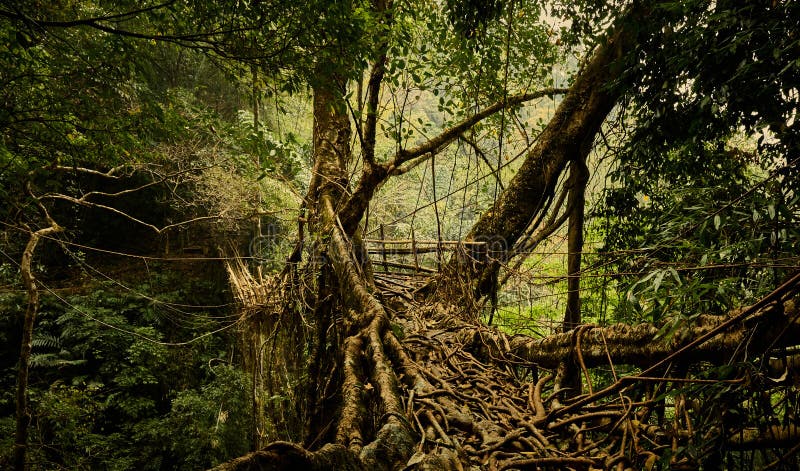 Living Root Bridge in Meghalaya, India Stock Photo - Image of east ...