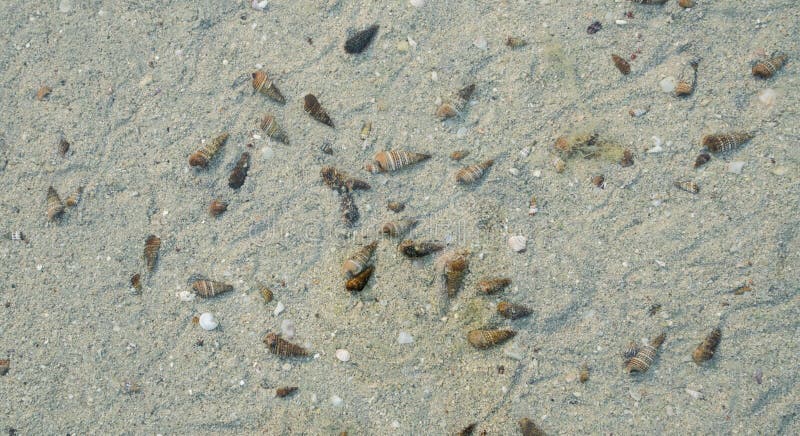 The Living Sea Shells Movement Marks on the Sea Floor Stock Photo ...