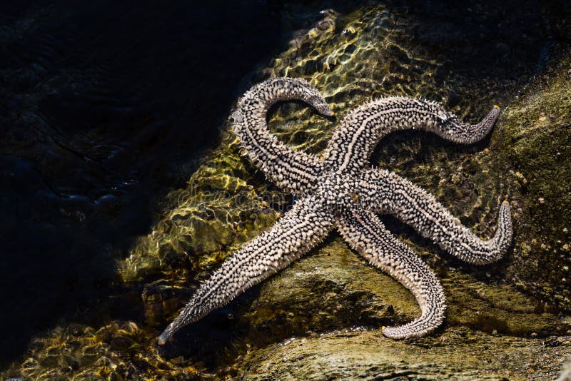 Living star lies in water stock image. Image of reef - 184466731