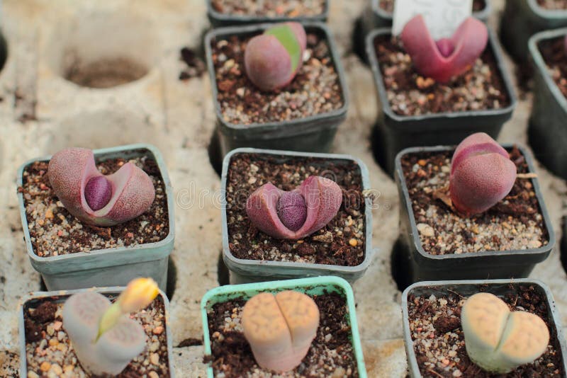 Living stones, Lithops. stock image. Image of beautiful - 77451465