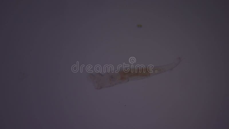 Living Things Under the Microscope Rotifers Under the Microscope Stock ...