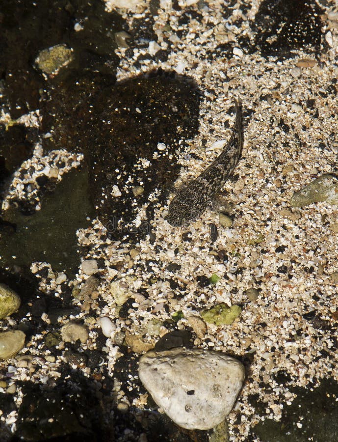 Living in tidal pond stock image. Image of fish, pool - 27435437