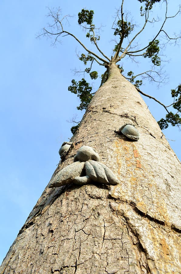 Living tree stock photo. Image of face, nose, bark, tall - 25031744
