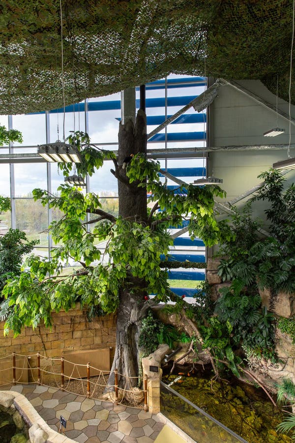 Living Tree Inside Modern Building Stock Image - Image of interior ...