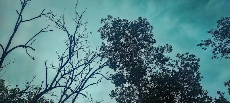 A Living Tree Next To a Dead Tree Stock Photo - Image of forest, tree ...