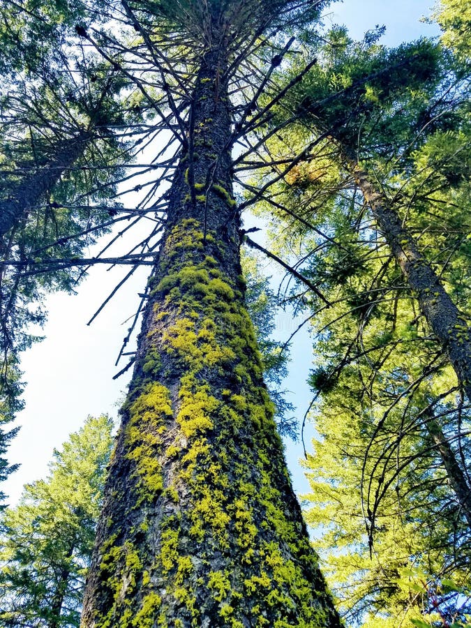 The Living Trees stock photo. Image of mountain, trees - 157929018