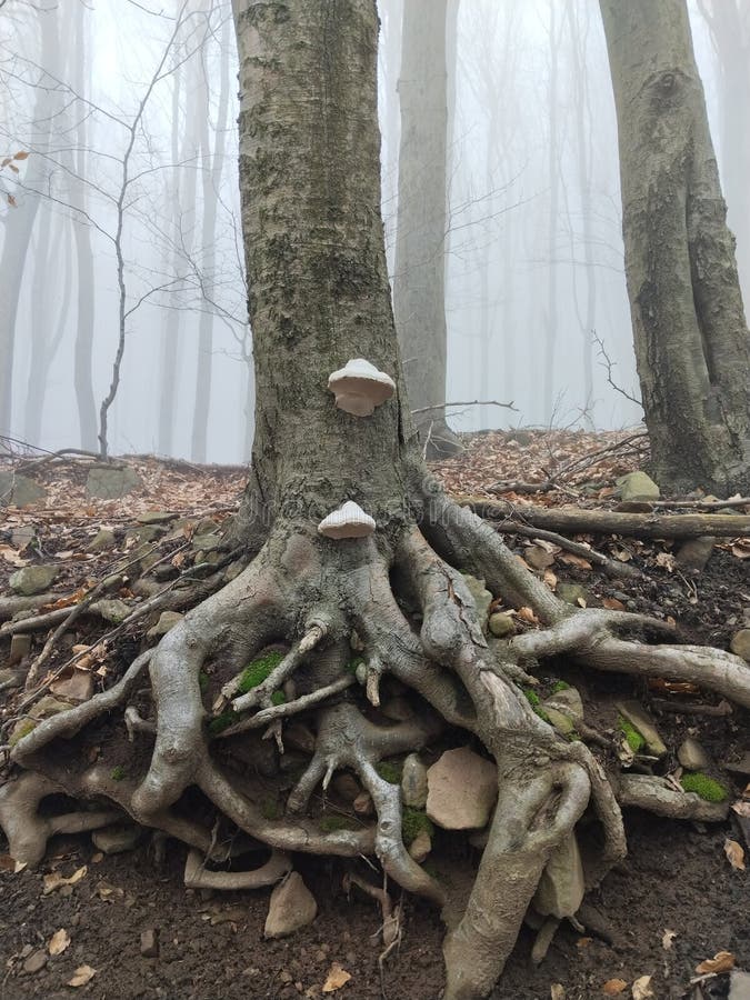 The Living World of the Tree Trunk Stock Image - Image of world, living ...