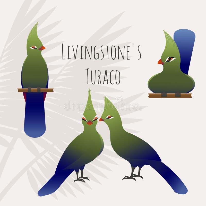 Livingstone`s Turaco Birds Set Stock Vector - Illustration of animal ...